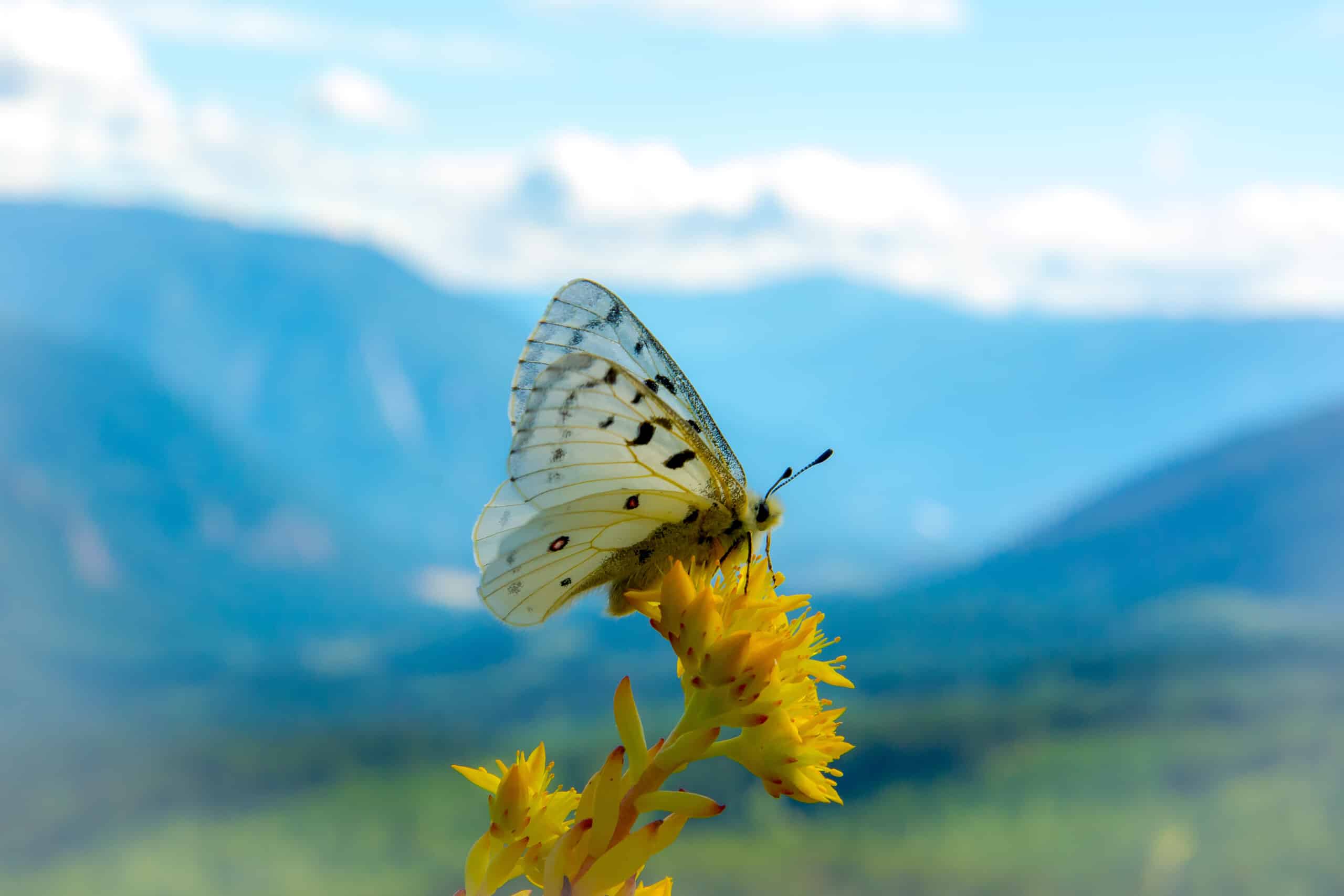 Researchers call on public to snap photos of alpine butterflies – Sun ...