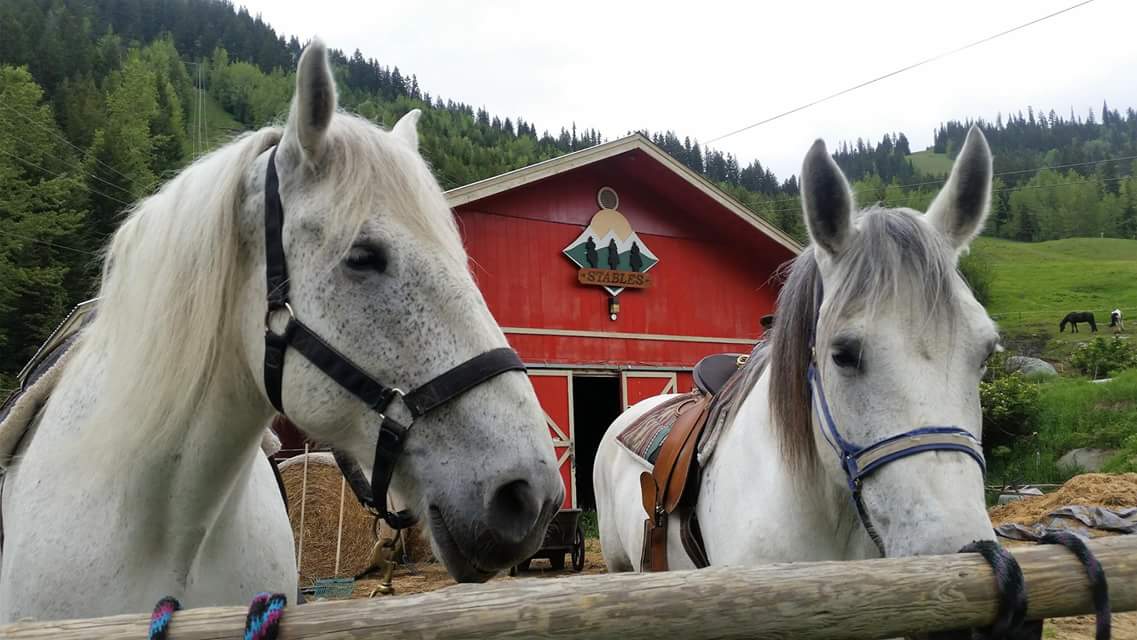 Local horse owners seek community support – Sun Peaks Independent News