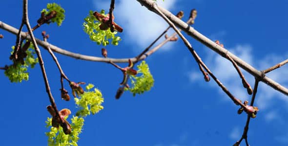 The resiliency of spring – Sun Peaks Independent News